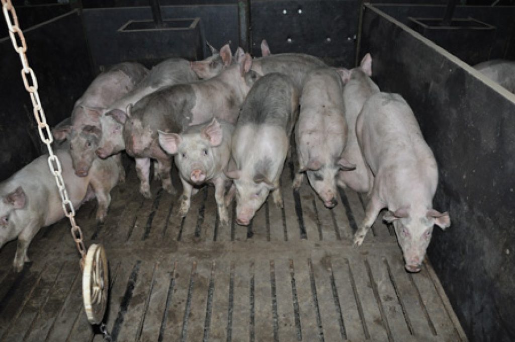 Squalor & Suffering on Award-Winning UK Pig Farms
