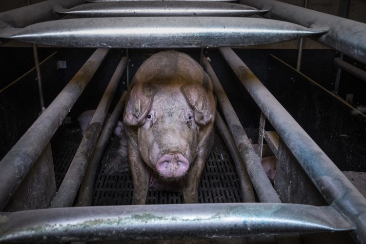 Pigs Caged, Mutilated & Left to Suffer on UK Farms