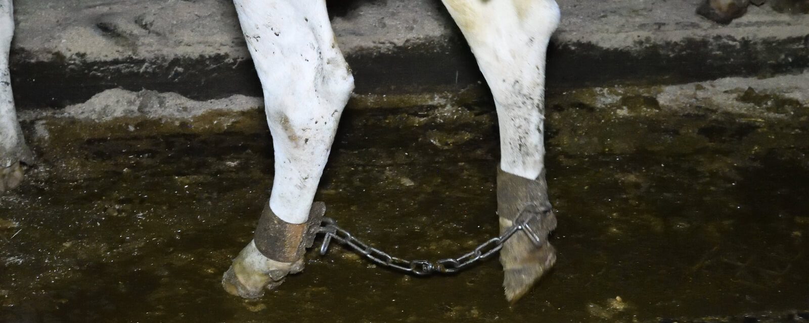 Dairy | Animal Equality UK