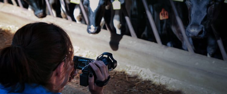 Investigations | Animal Equality UK