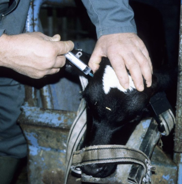 Dairy | Animal Equality UK