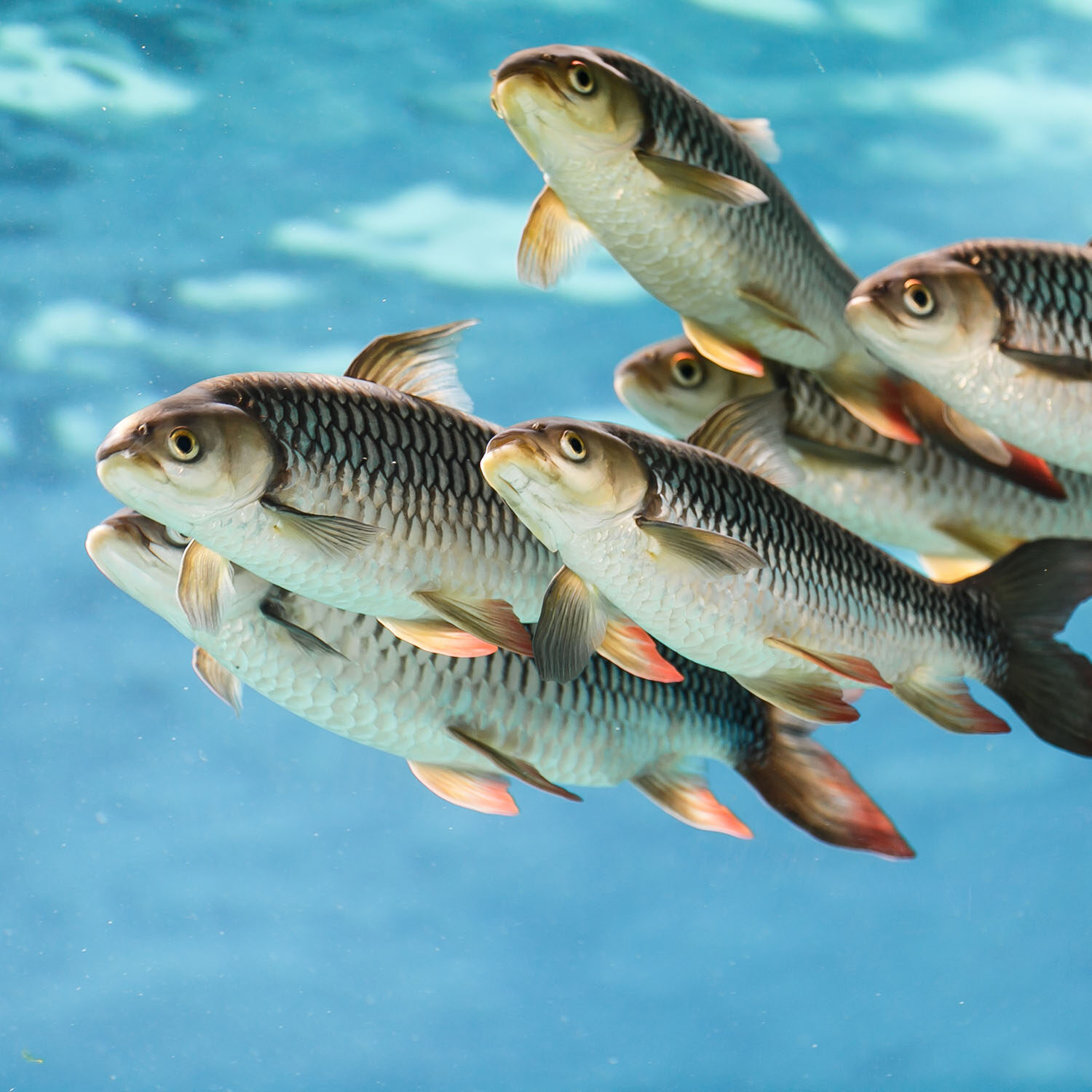 Fish | Animal Equality UK