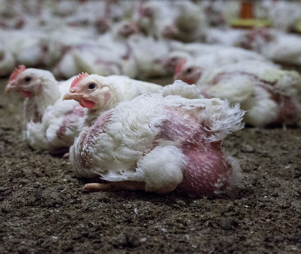 Issues | Animal Equality UK