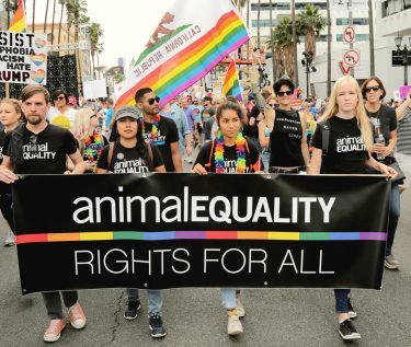 Who We Are | Animal Equality UK