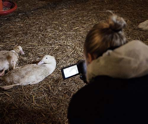 Our History | Animal Equality UK