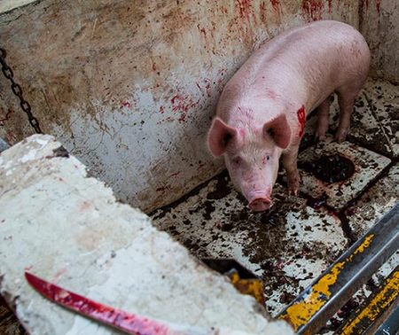 Our history | Animal Equality UK