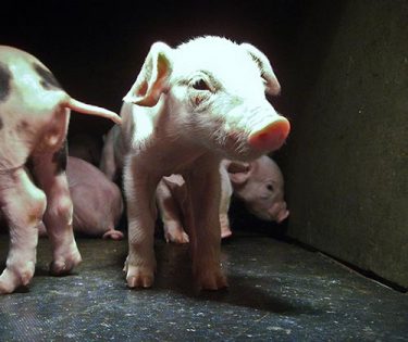 Our History | Animal Equality UK
