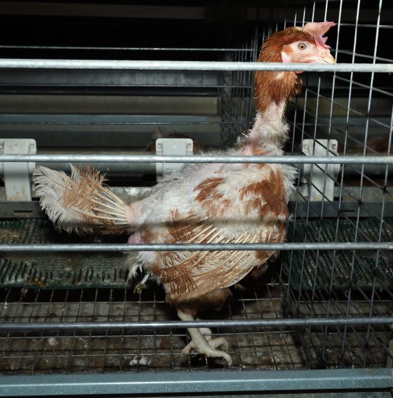 Animal Equality UK