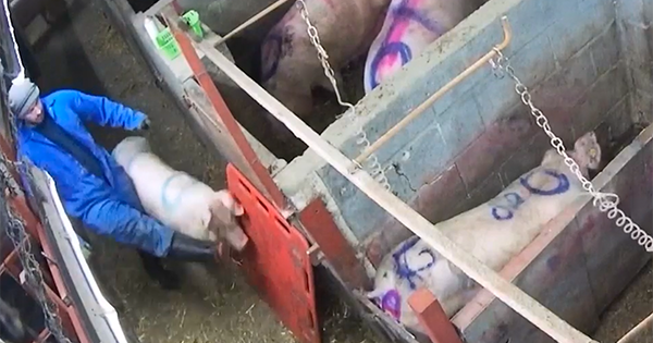 Third Worker Convicted for Cruelty on Pig Farm