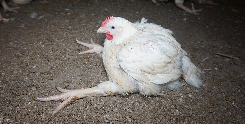 British Chicken: The Truth | Animal Equality UK