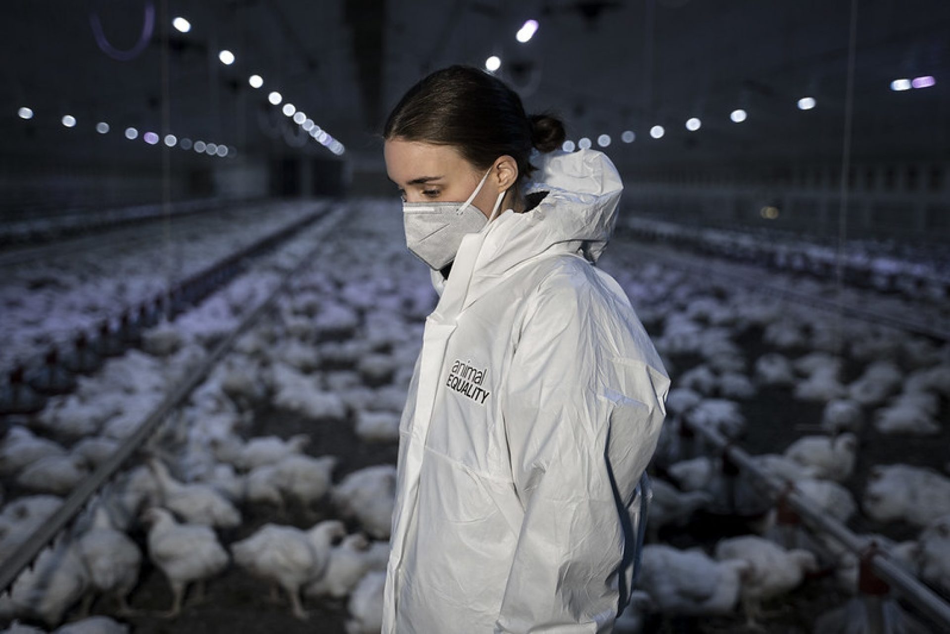 Your Impact For Animals So Far in 2022 | Animal Equality UK