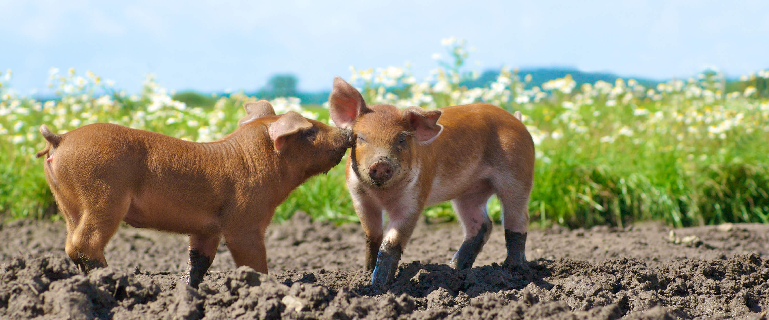 Top Charity Honour for Animal Equality Again!