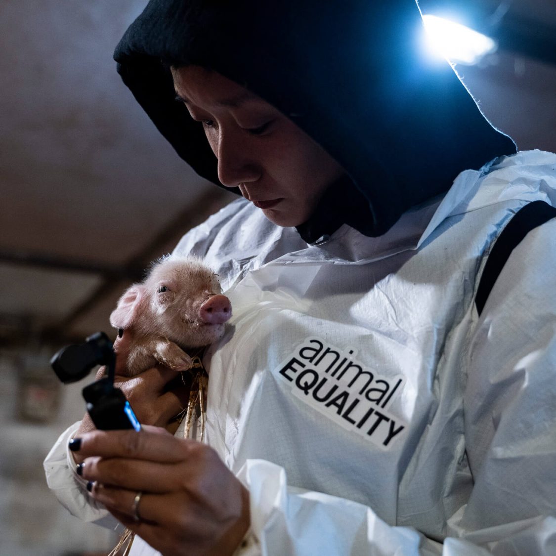 Donate and Help End Cruelty to Animals | Animal Equality UK