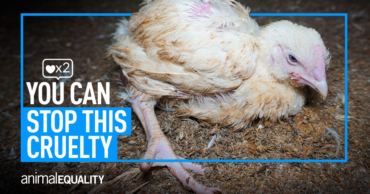 Take This Simple Action To Help Animals | Animal Equality UK