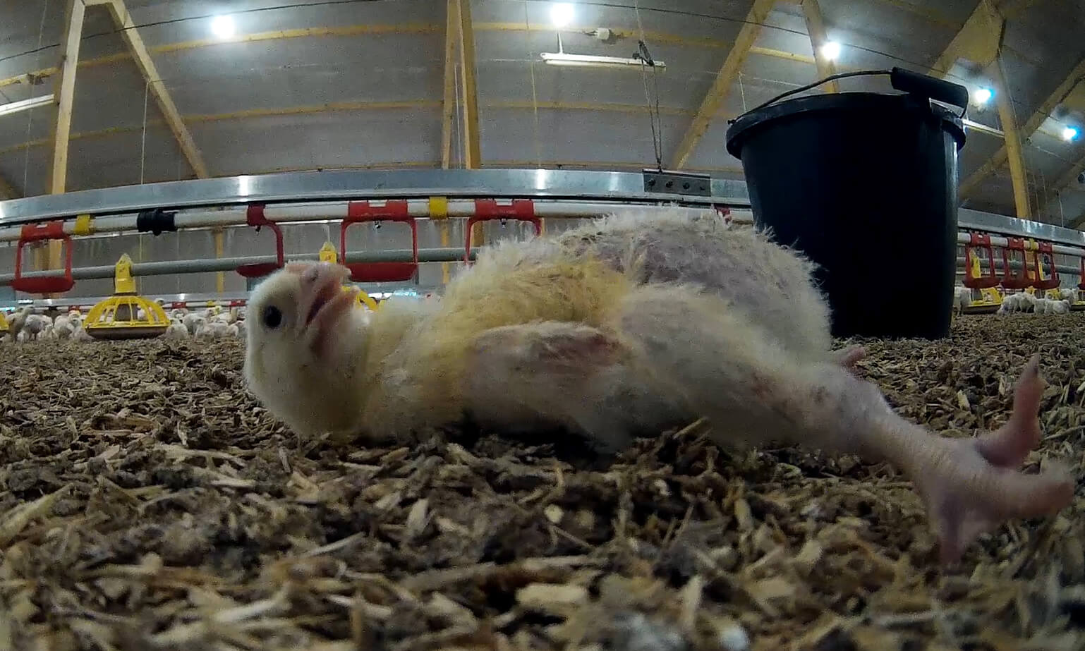 Chickens dying on farms linked to Tesco