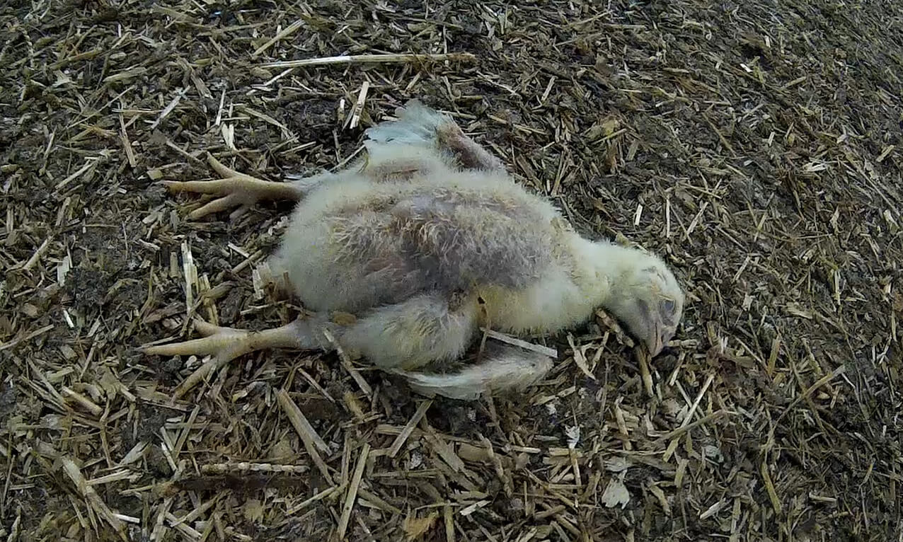 Chickens dying on farms linked to Tesco