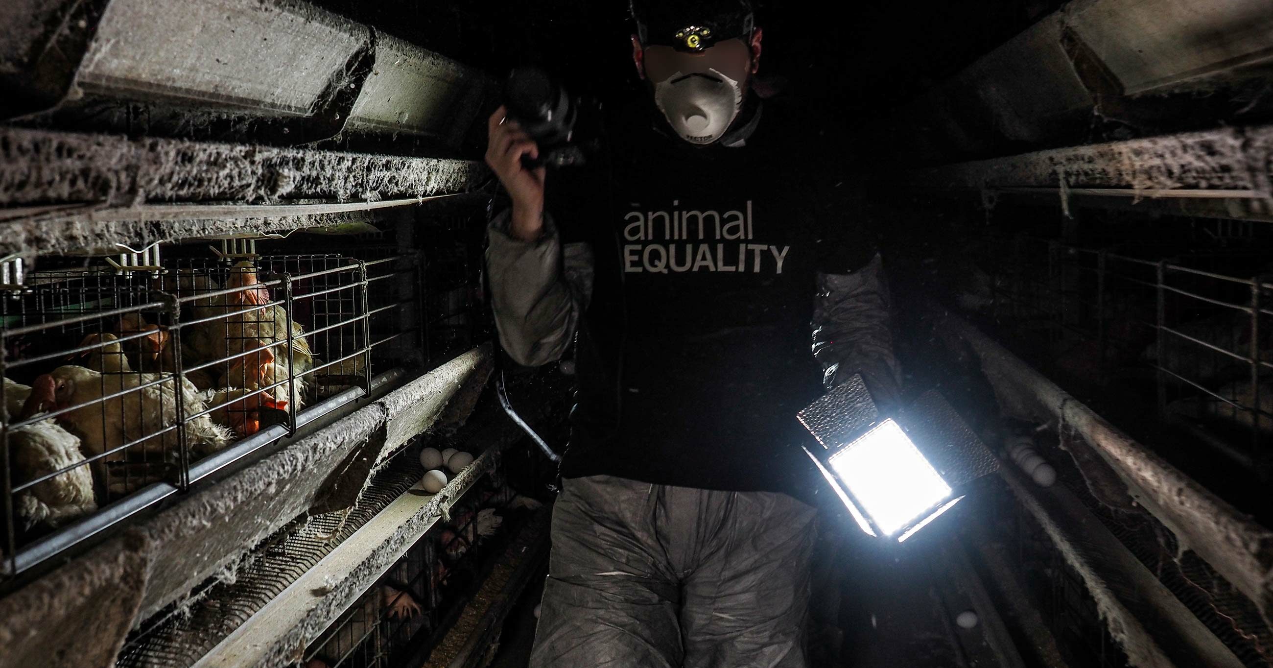 Letter From Marco, Undercover Investigator | Animal Equality UK