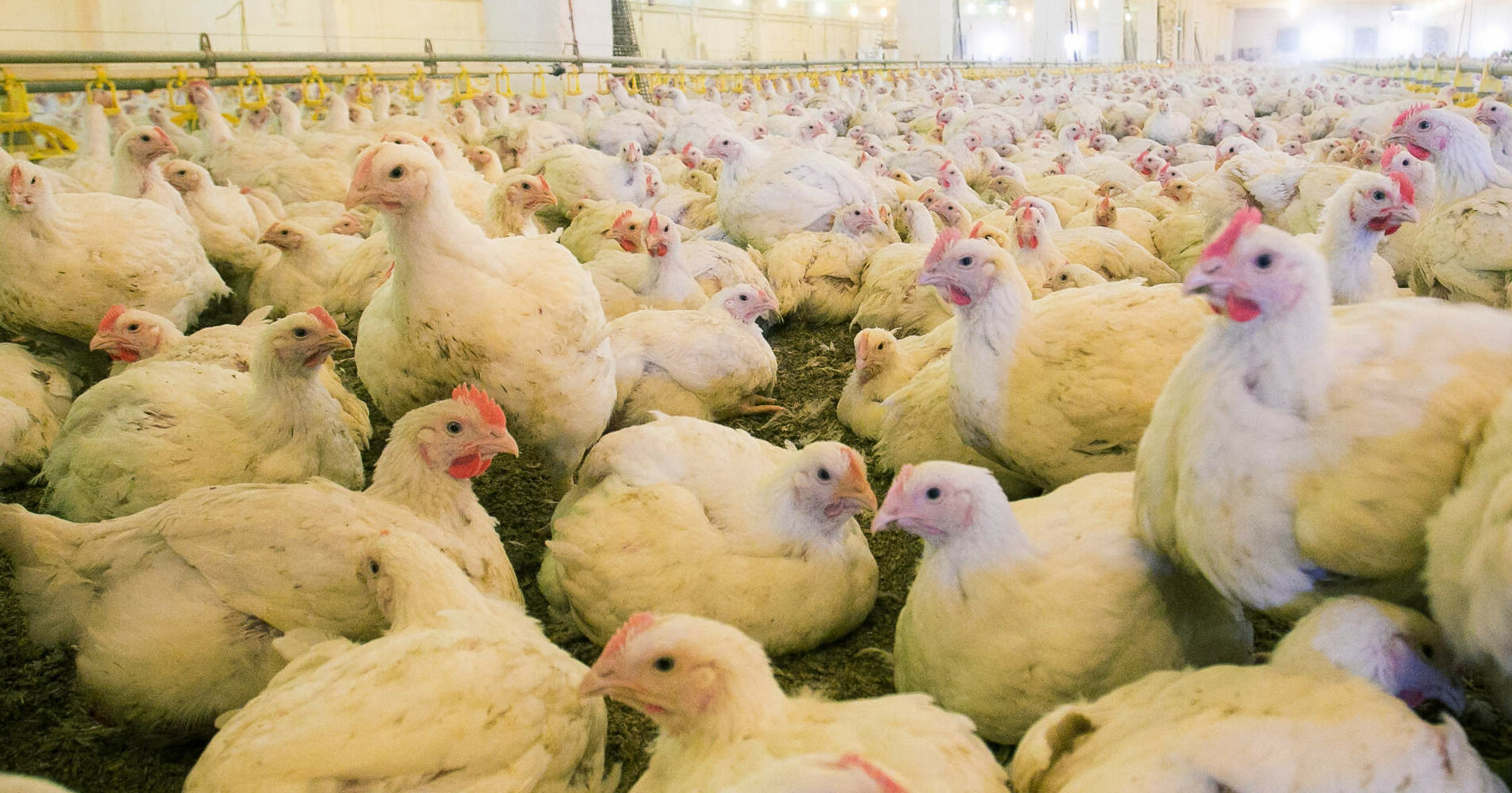 Aldi Signs European Chicken Commitment