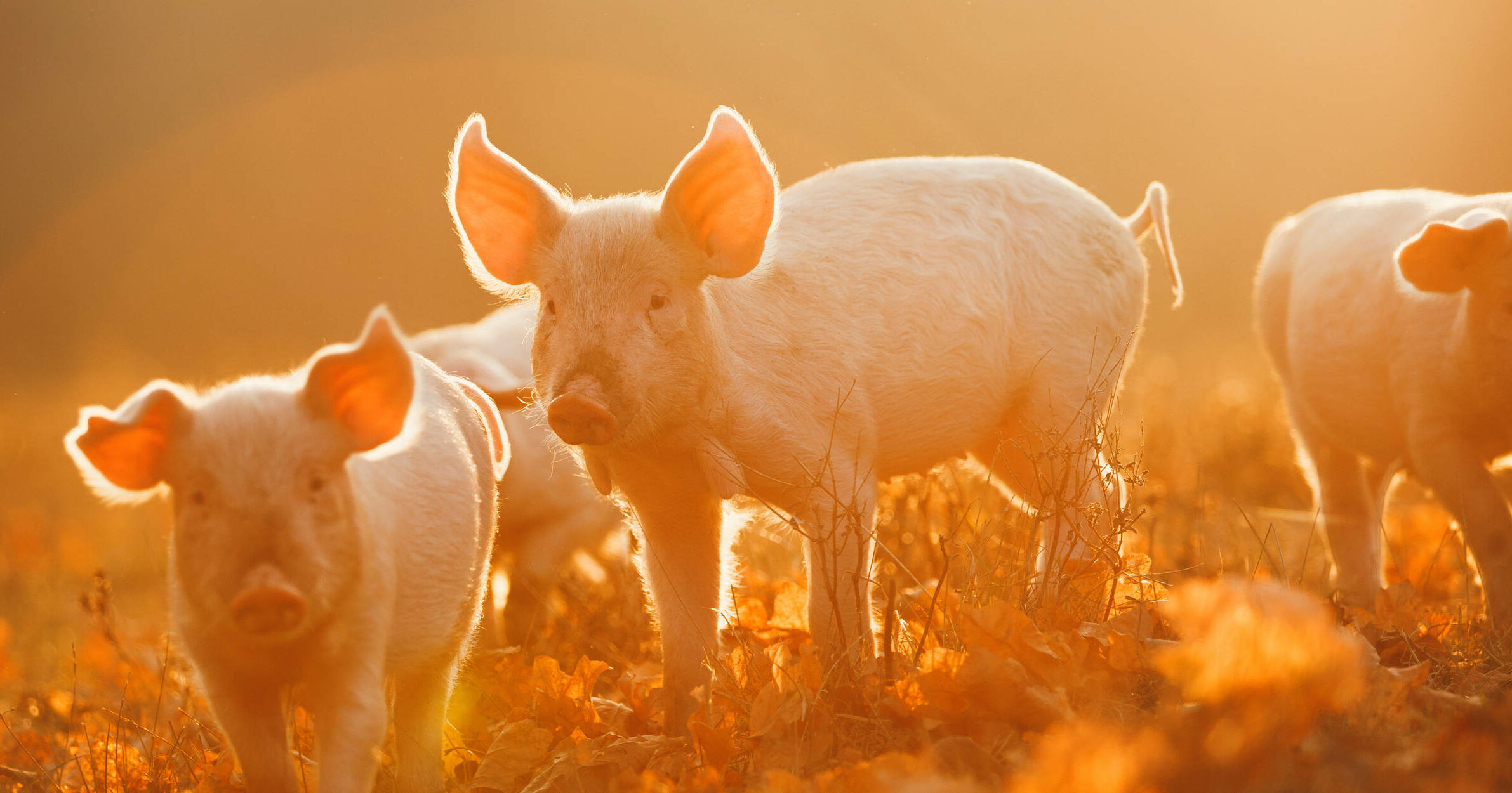 2020 Annual Report | Animal Equality UK