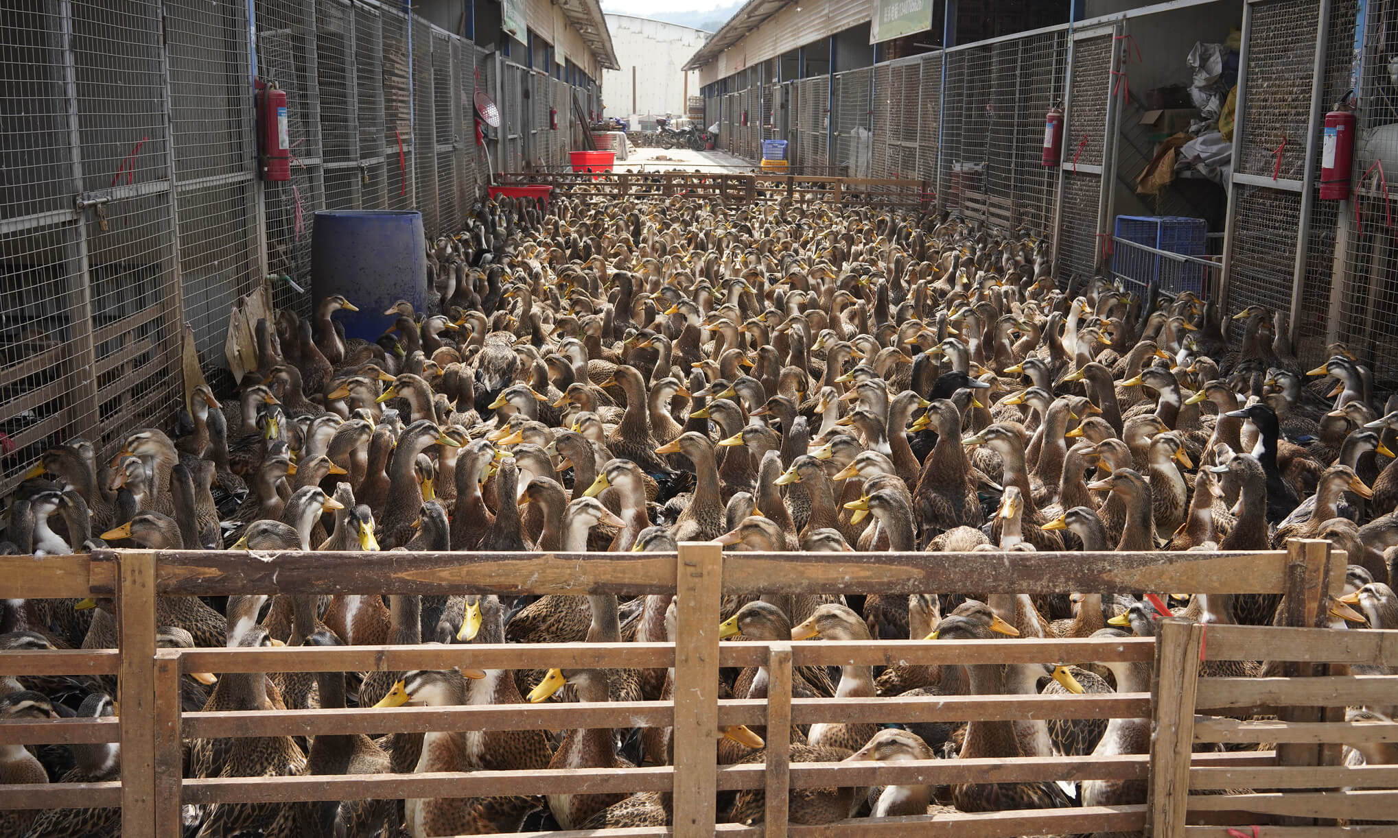 Animals Are Still Suffering in Wet Markets | Animal Equality UK