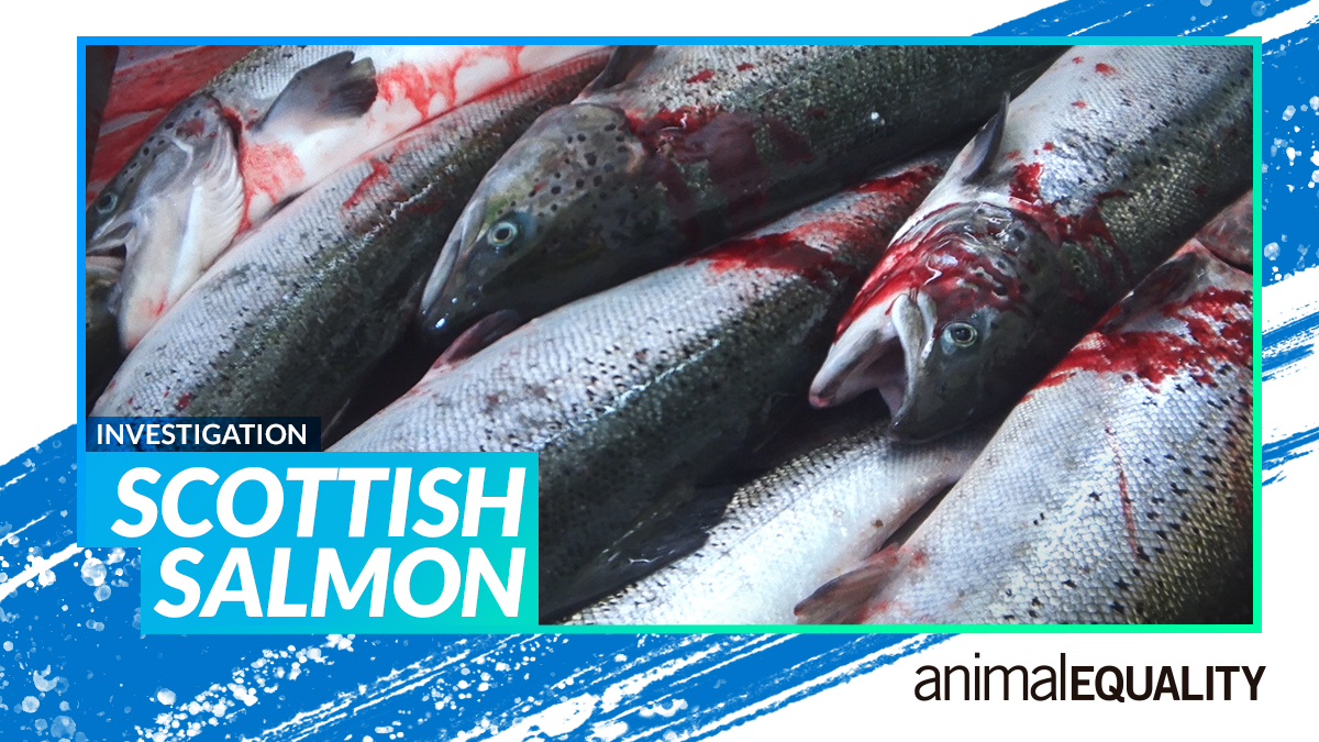 Demand Stronger Protections For Fish | Animal Equality UK
