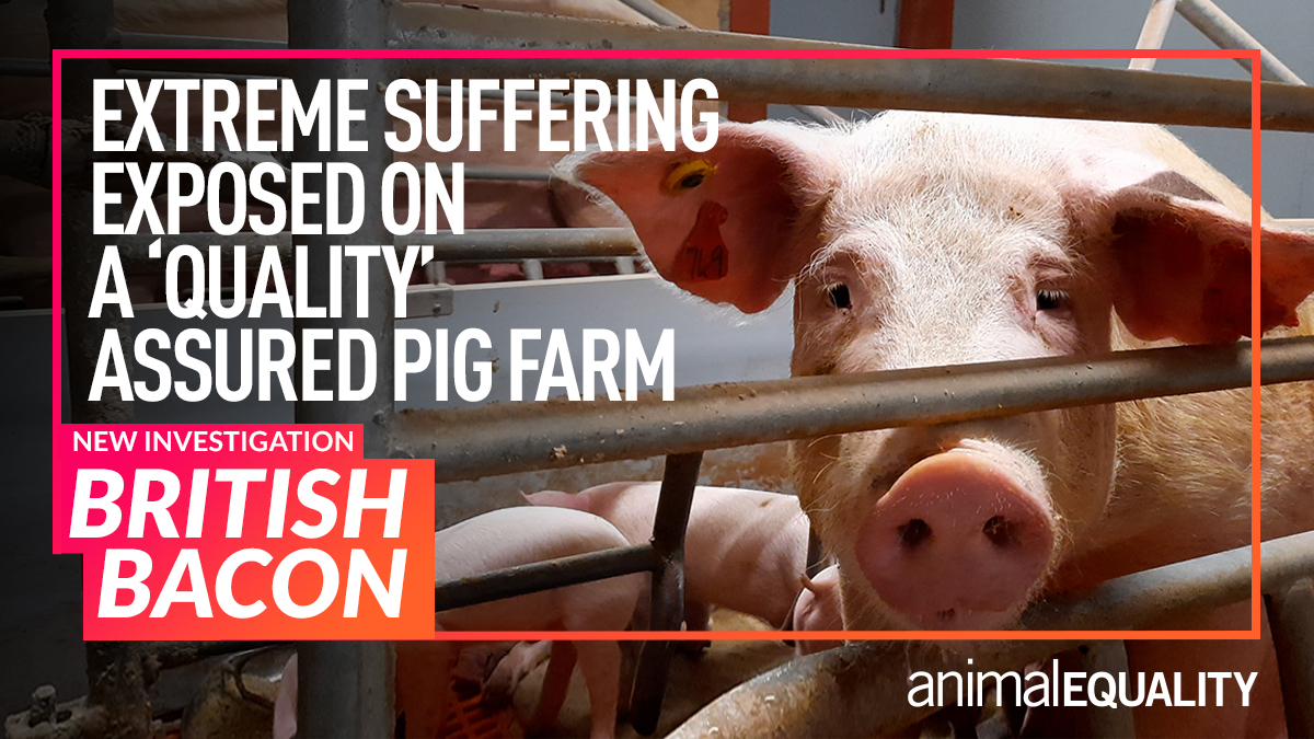 Protect Pigs From Cruelty On Factory Farms | Animal Equality UK