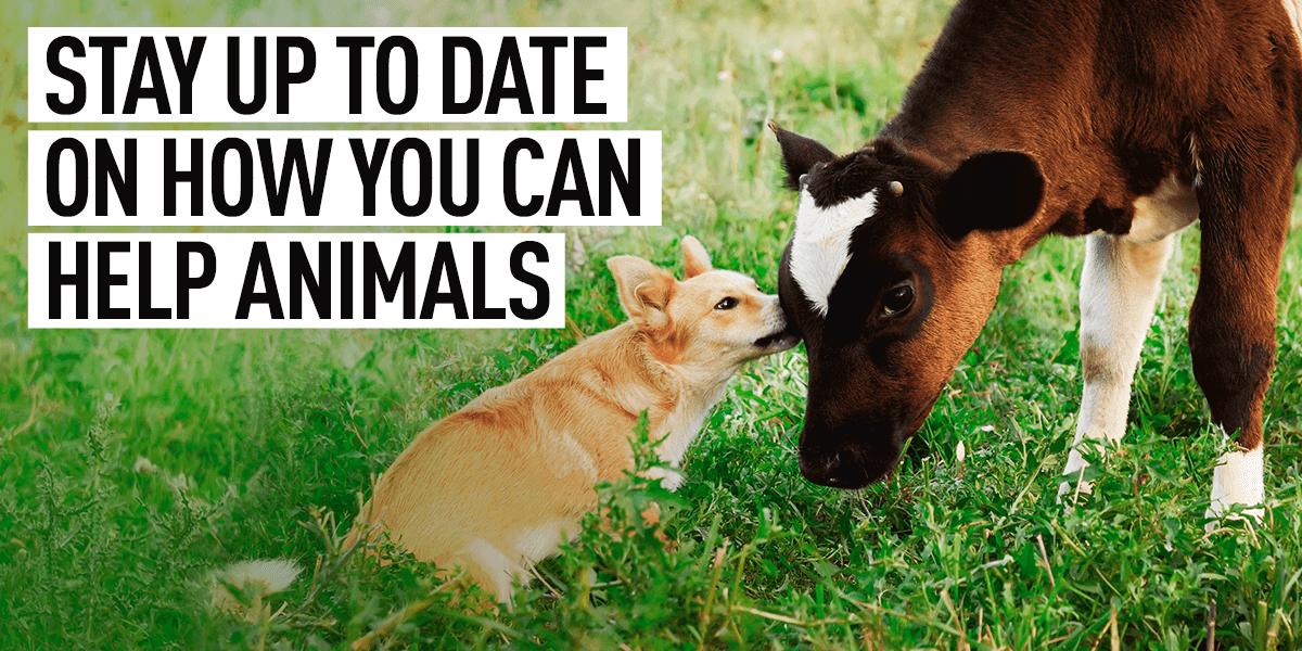 Donate and Help End Cruelty to Animals | Animal Equality UK