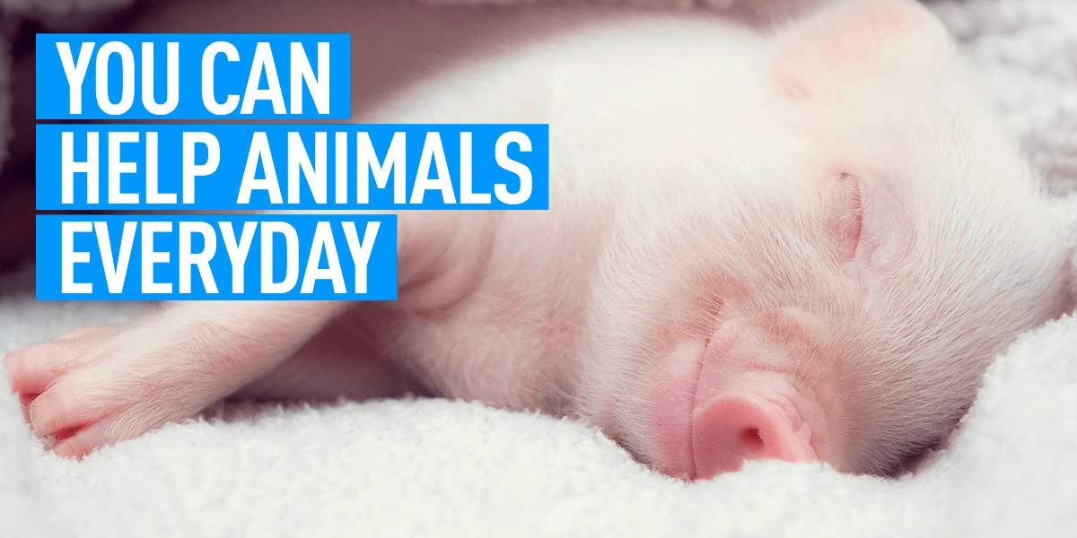 A Letter from an investigator | Animal Equality UK