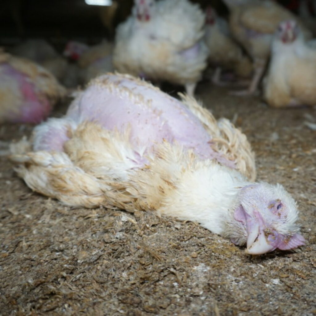 Red Tractor: What does it mean? | Animal Equality UK