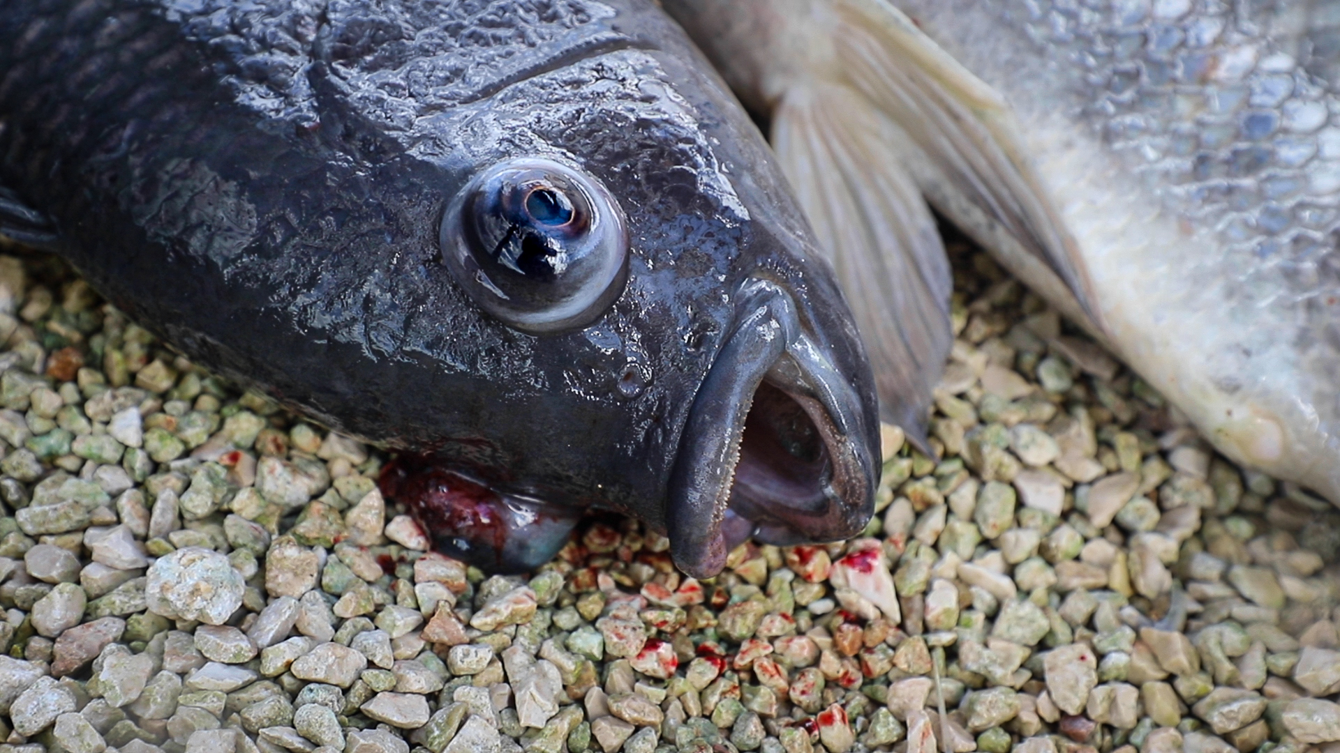 Fish Left To Suffocate In Mexican Farms