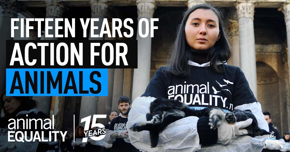 15 Years Of Action For Animals | Animal Equality UK