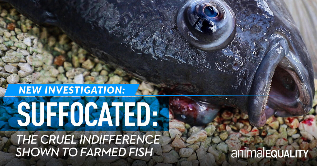 Fish Left To Suffocate In Mexican Farms