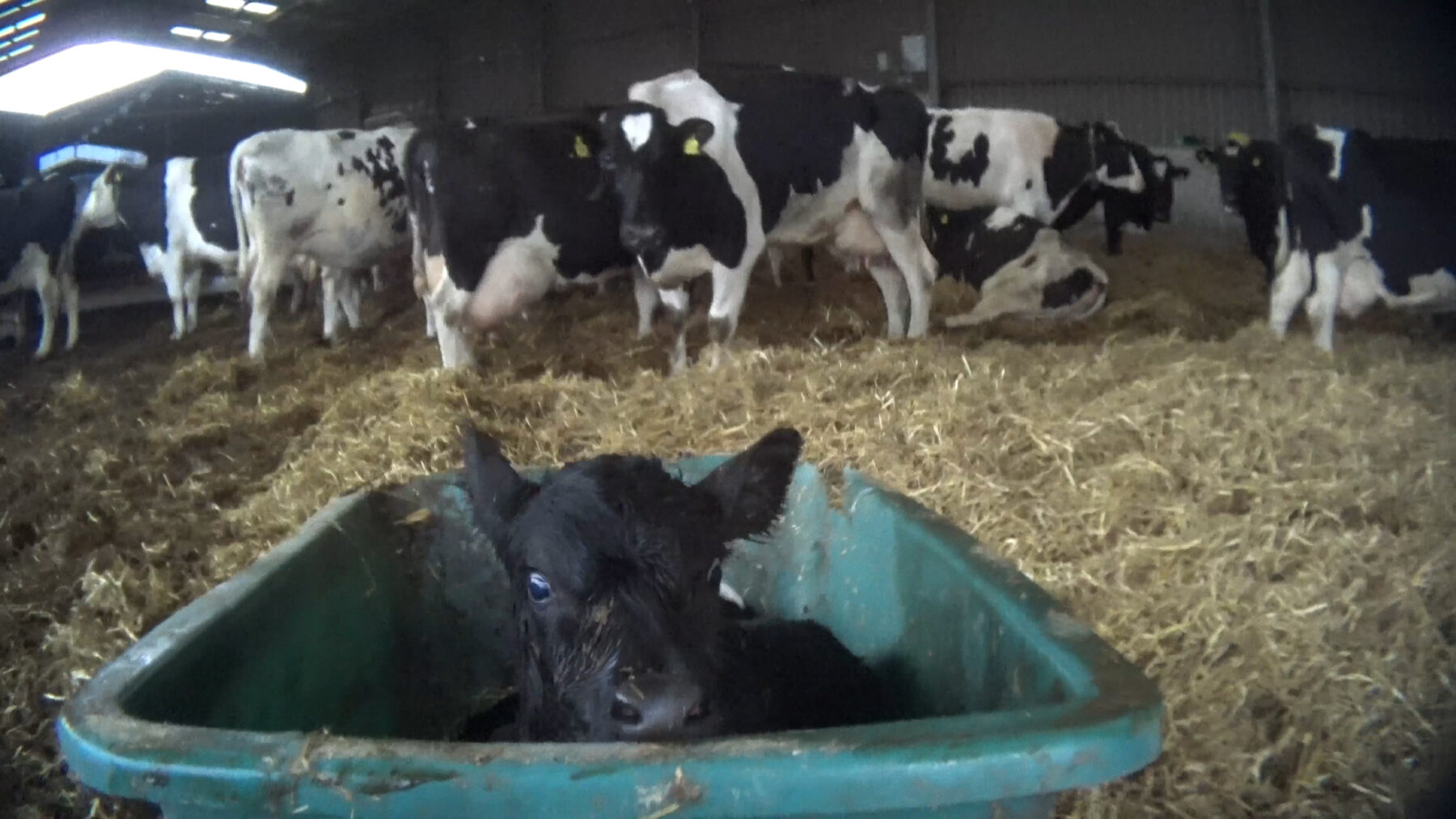 Inside The Dairy Industry | Animal Equality UK