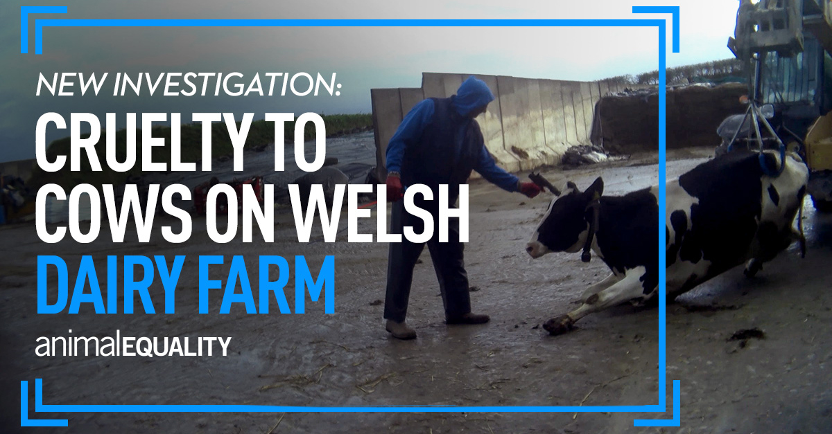 Cruelty To Cows Exposed: The True Cost Of Milk | Animal Equality UK