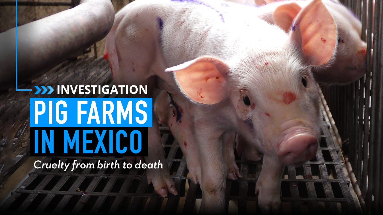 Pigs Mutilated Without Pain Relief