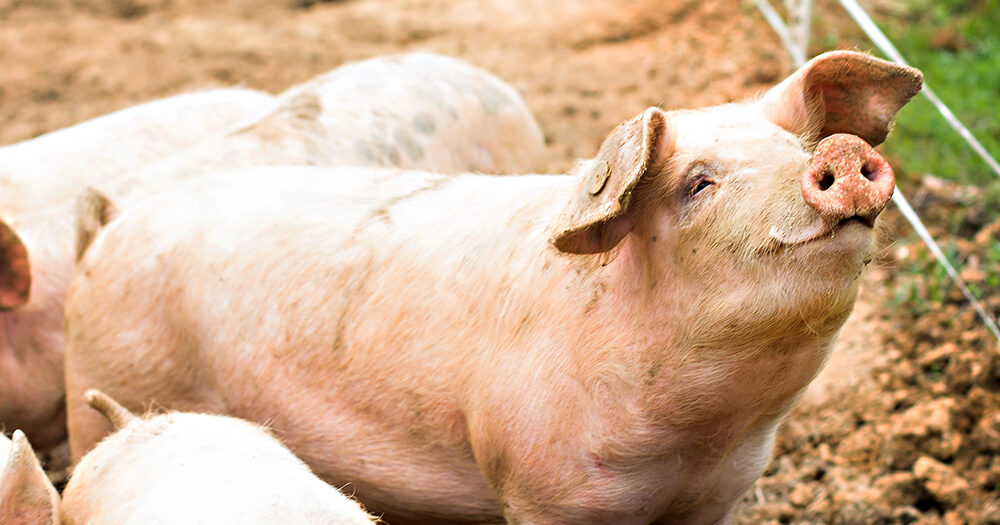 Animal Sentience Recognised in UK Law