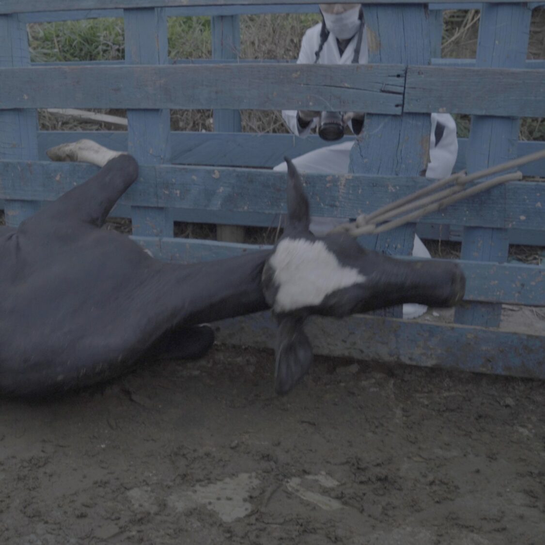 Animal Equality UK | Ending Cruelty to Animals