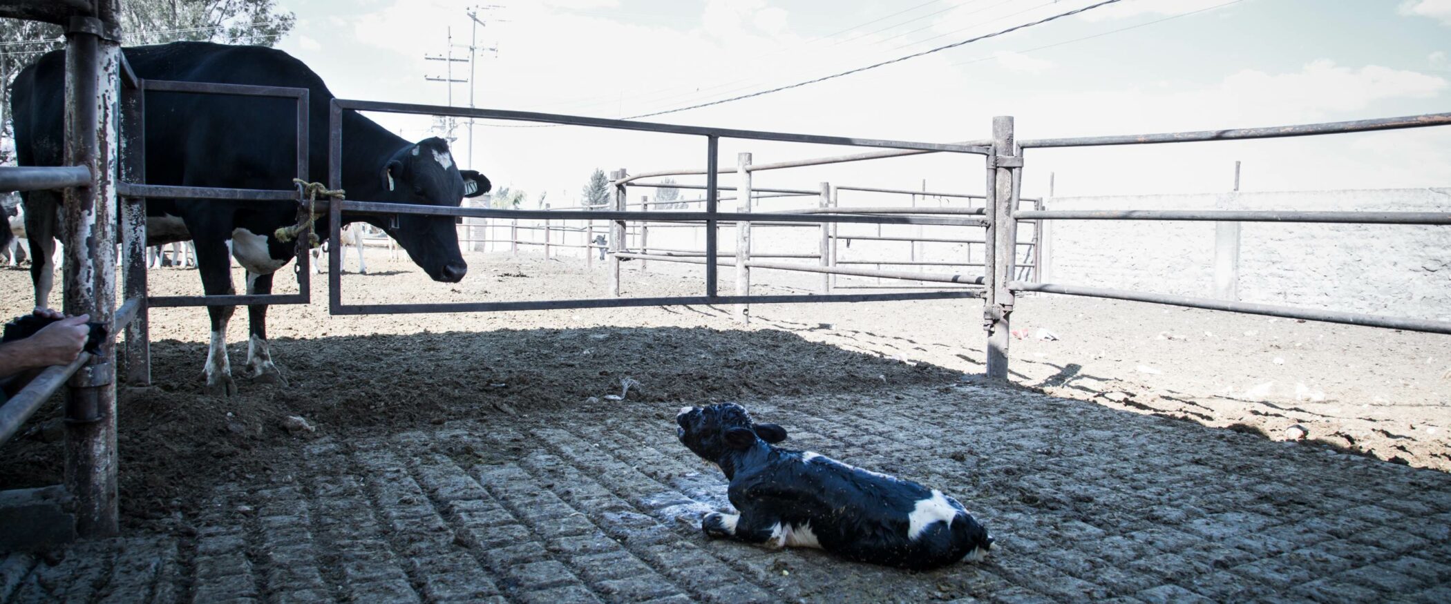Animal Equality UK | Ending Cruelty to Animals
