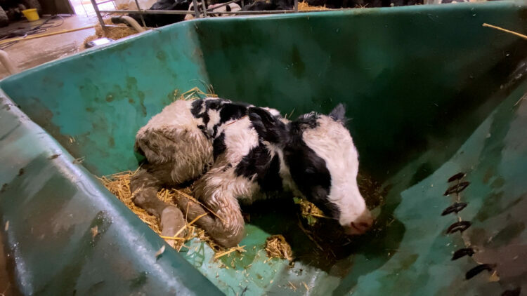 Almost 400 Calves Found Dead | Animal Equality UK