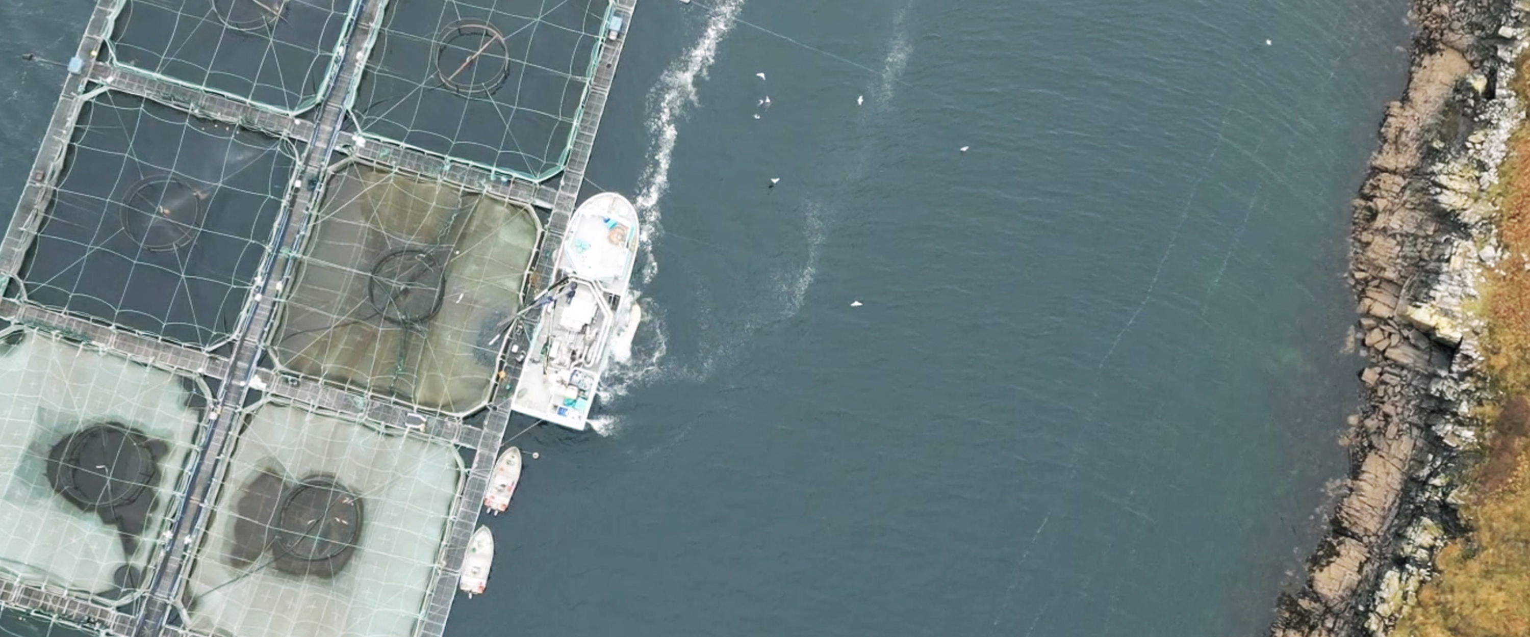 Animal Equality UK | Ending Cruelty to Animals