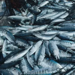 Why It’s Time to Fight For Fish | Animal Equality UK
