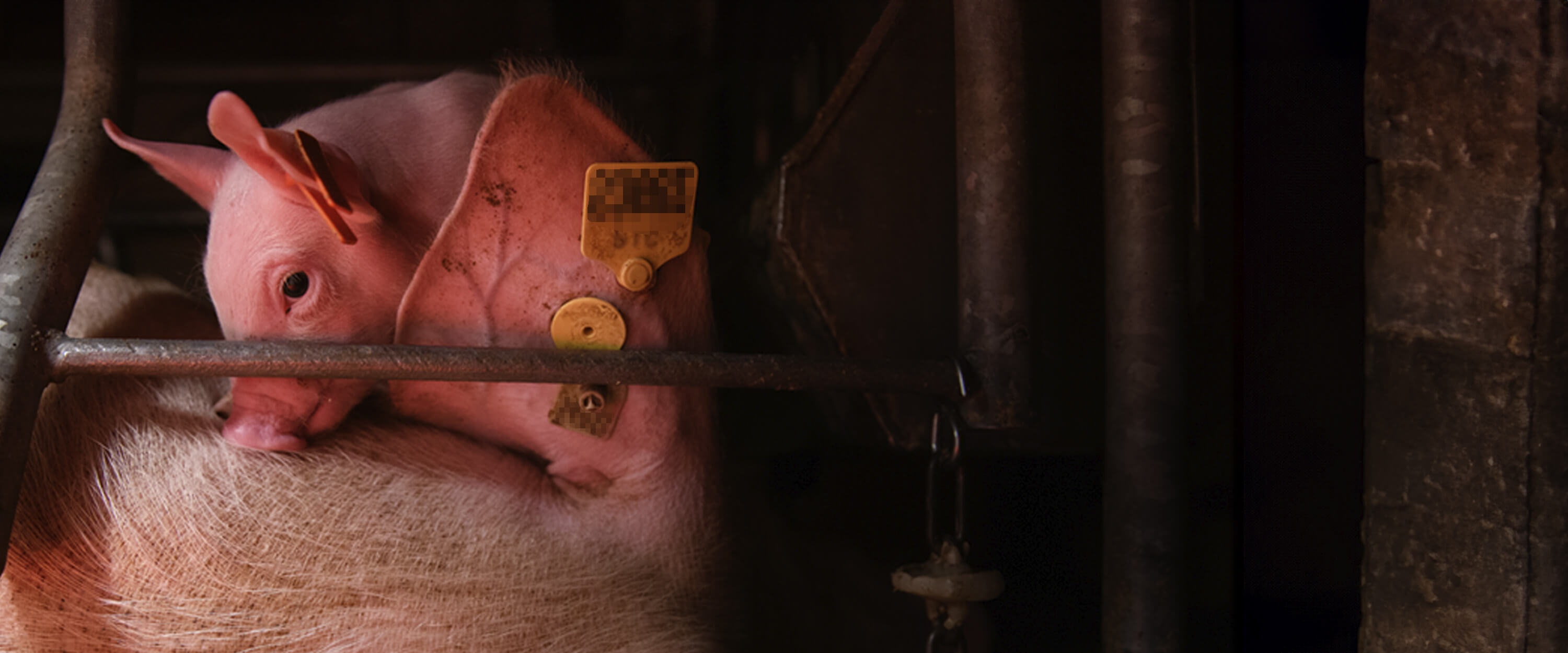 Animal Equality UK | Ending Cruelty to Animals